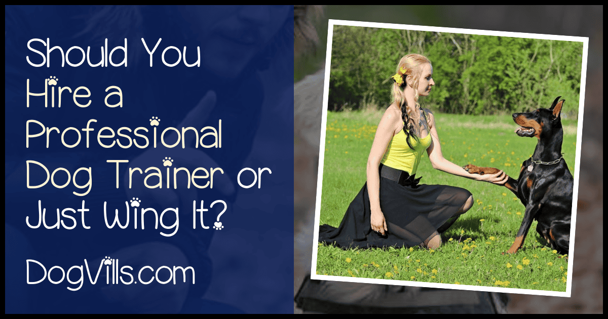 Dog Obedience Training: Hire a Pro or Do It Yourself? - DogVills