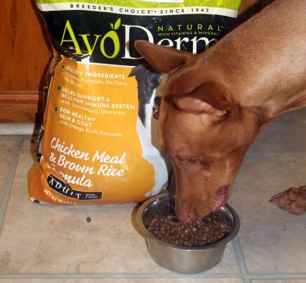 AvoDerm Dog Food Review: 5 Reasons Why This is the Food for Us!
