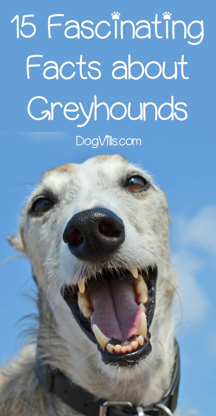 15 Fascinating Facts About Greyhound: The Fastest Breed