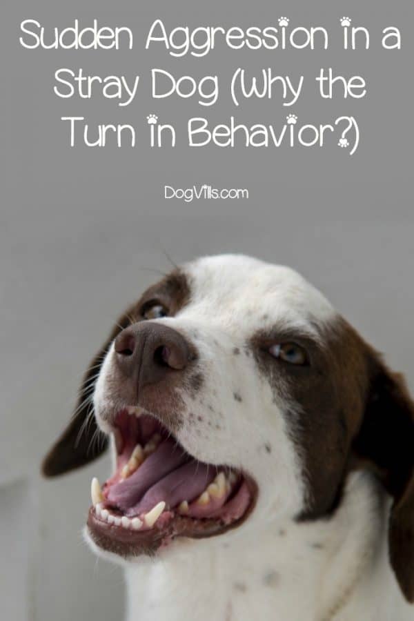 Sudden Aggression in a Stray Dog (Why the Turn in Behavior?) - DogVills