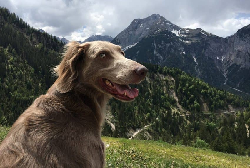 The Top 20 Female Nature Dog Names - DogVills