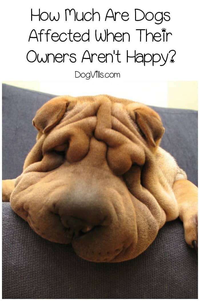 Are Dogs Affected When Their Owners Aren't Happy? - DogVills