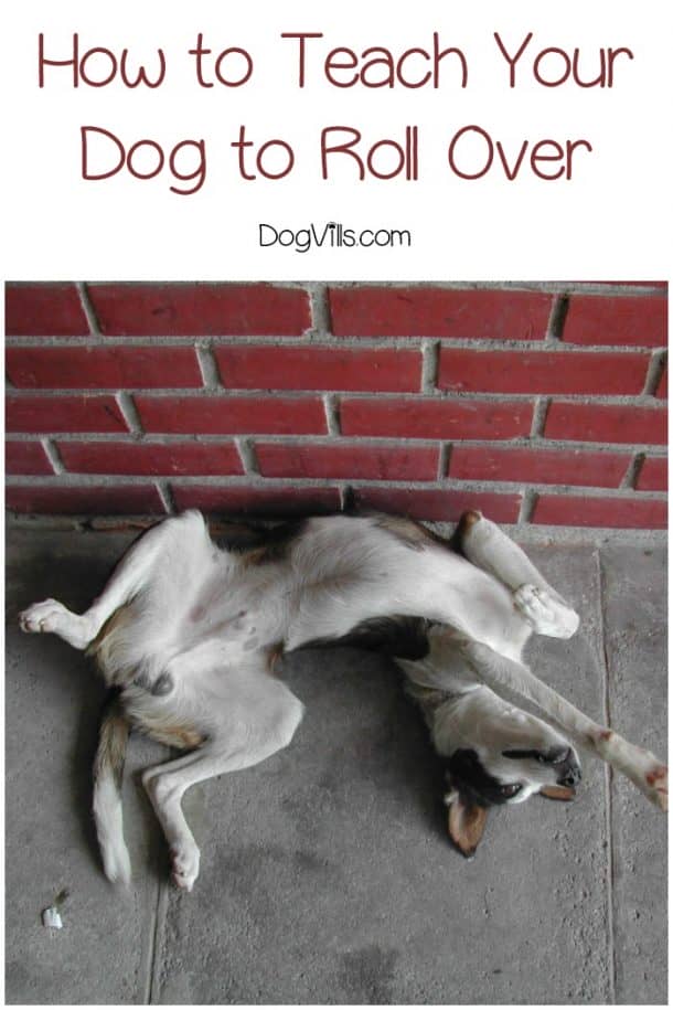 9 Easy Steps To Teach Your Dog To Roll Over - DogVills