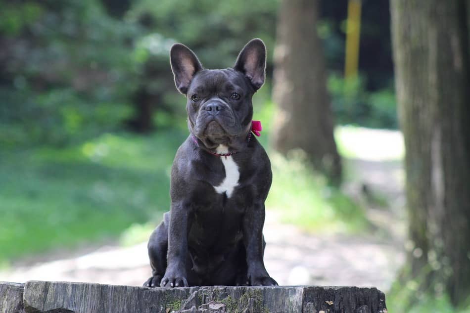 6 Things You Need to Know About Canine Parvovirus - DogVills