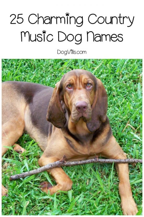 25 Charming Country Music Dog Names - DogVills