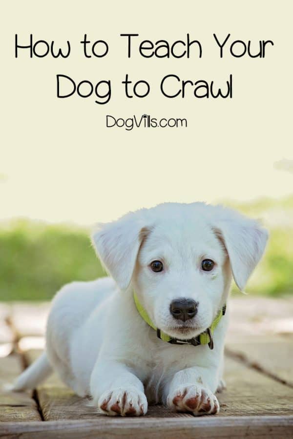 How to Teach Your Dog to Crawl in 5 Easy Steps - DogVills