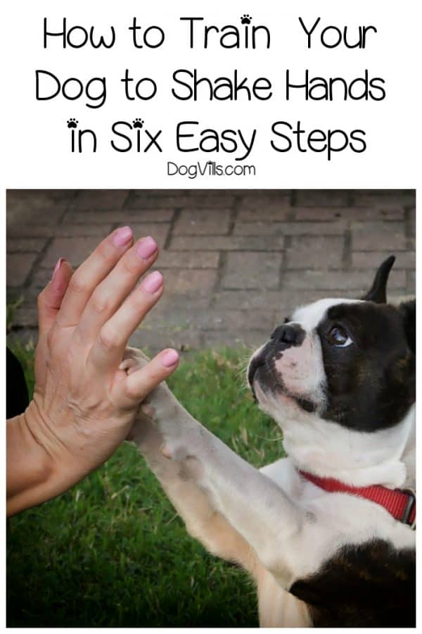 How to Train a Dog to Shake Hands in 6 Easy Steps - DogVills