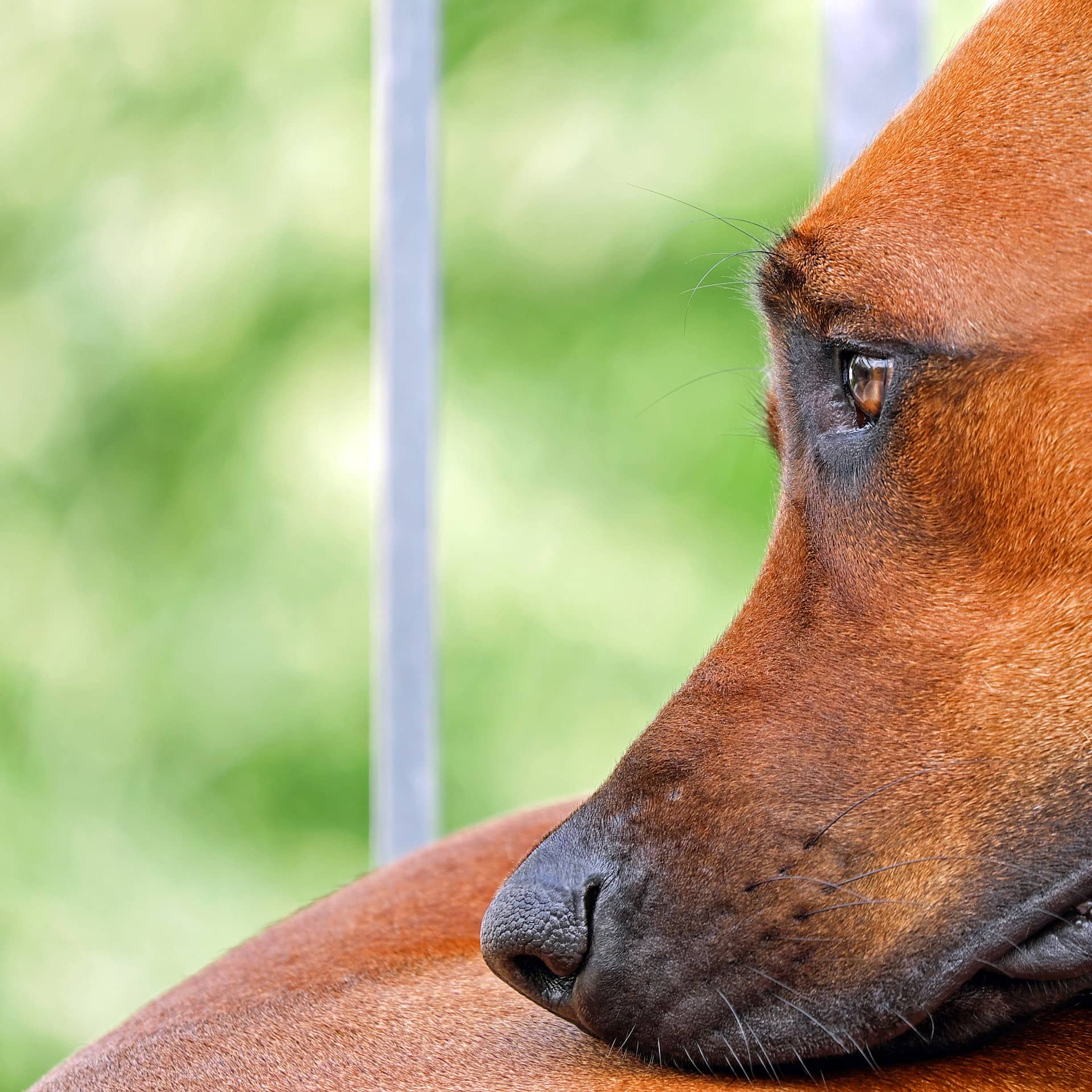 8 Warning Signs That a Dog is Dying - DogVills
