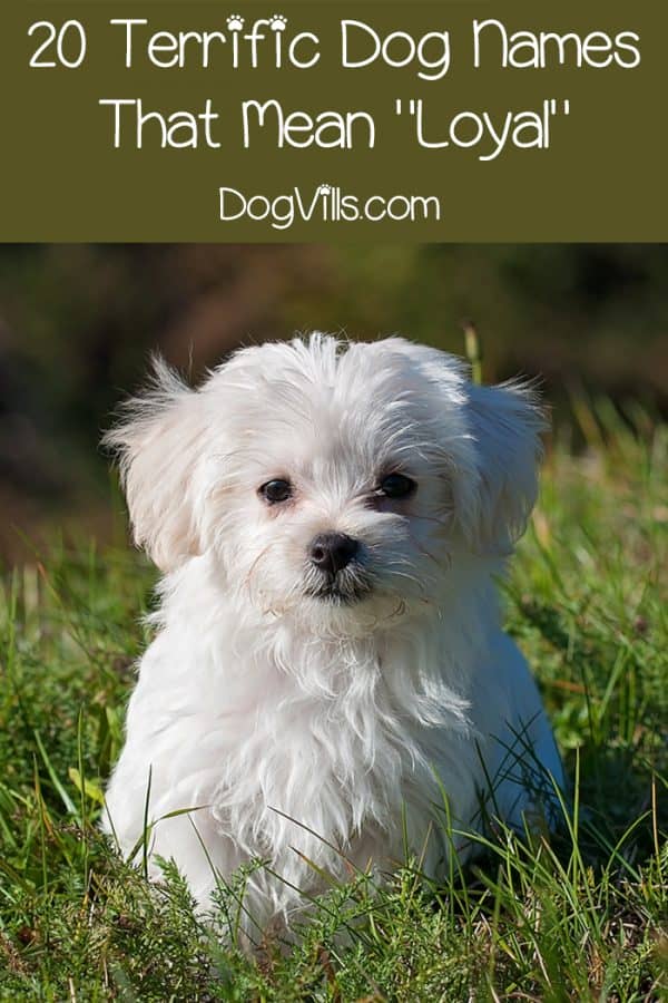 100 Fantastic Dog Names That Mean Loyal - DogVills