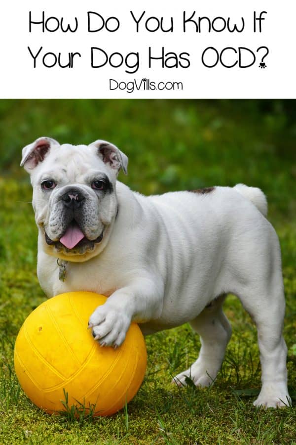Dog OCD is Real: Know the Signs & Symptoms- DogVills