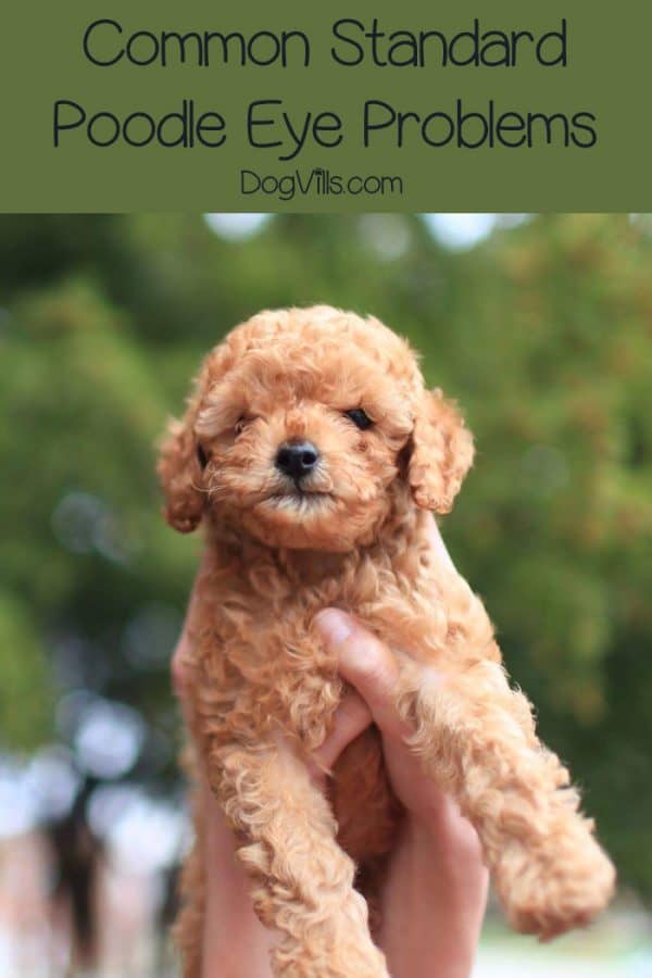 All You Need to Know About Standard Poodle Eye Problems - DogVills