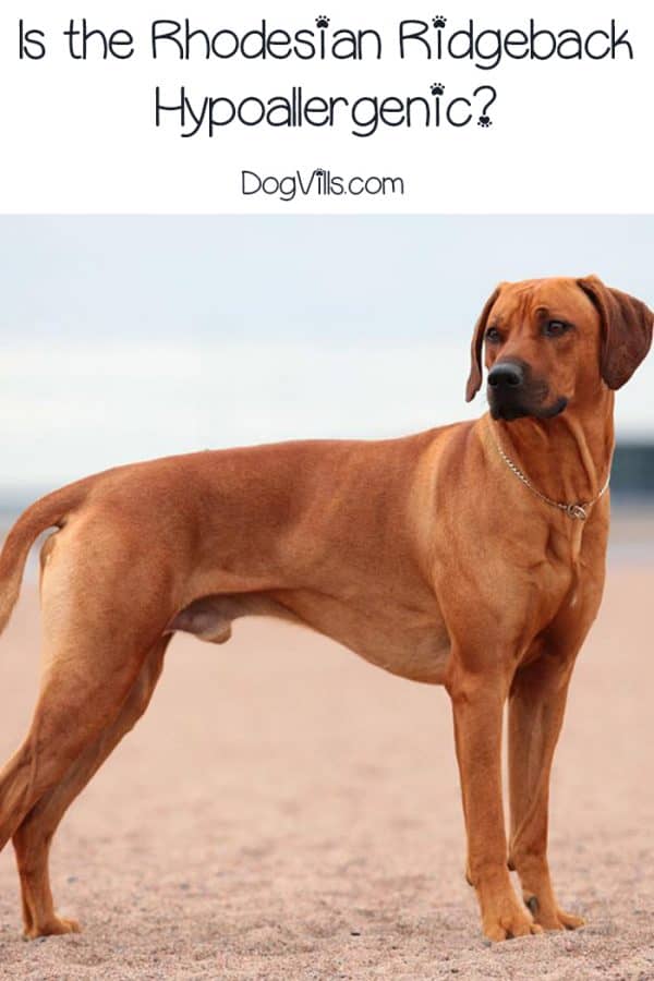Are Rhodesian Ridgebacks Hypoallergenic? - DogVills