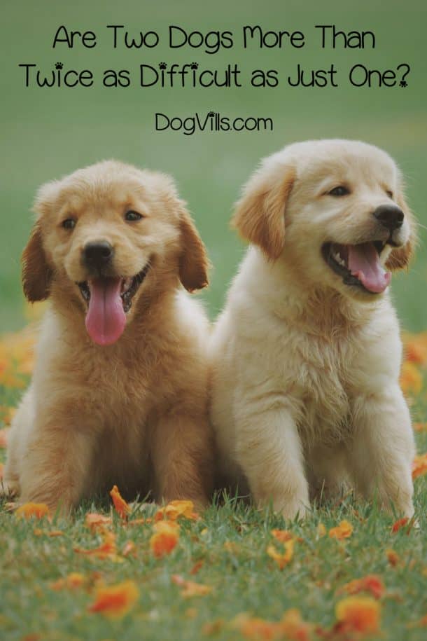 Are Two Dogs More Than Twice as Difficult as Just One? - DogVills