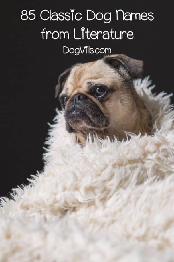 180+ Classic Dog Names from Literature - DogVills
