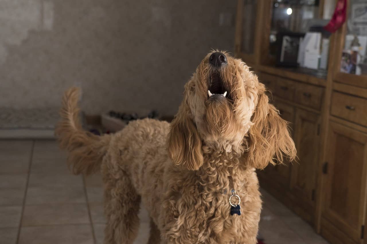 7 Expert Tips For Reducing Your Dog’s Excessive Barking - DogVills
