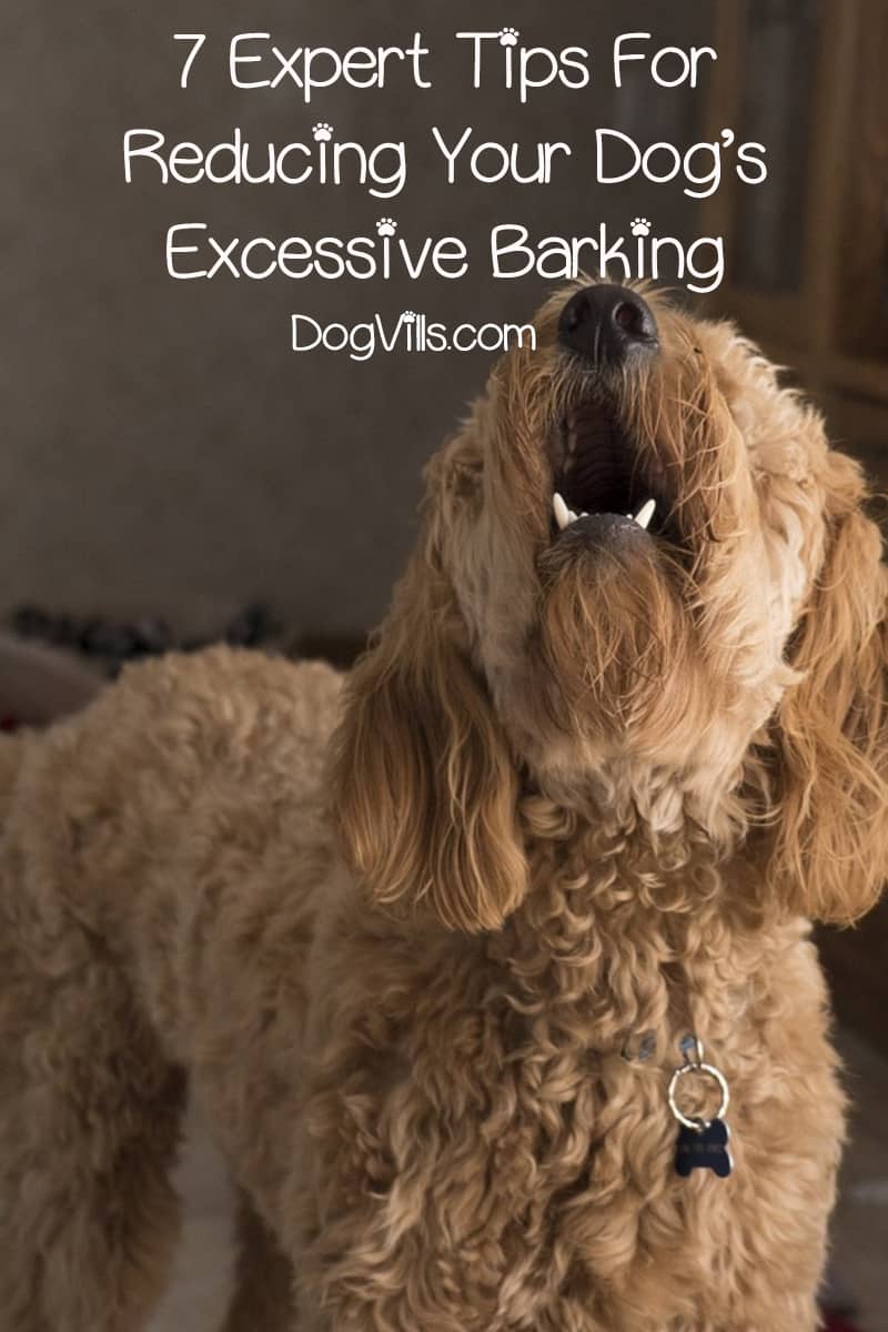 7 Expert Tips For Reducing Your Dog’s Excessive Barking - DogVills