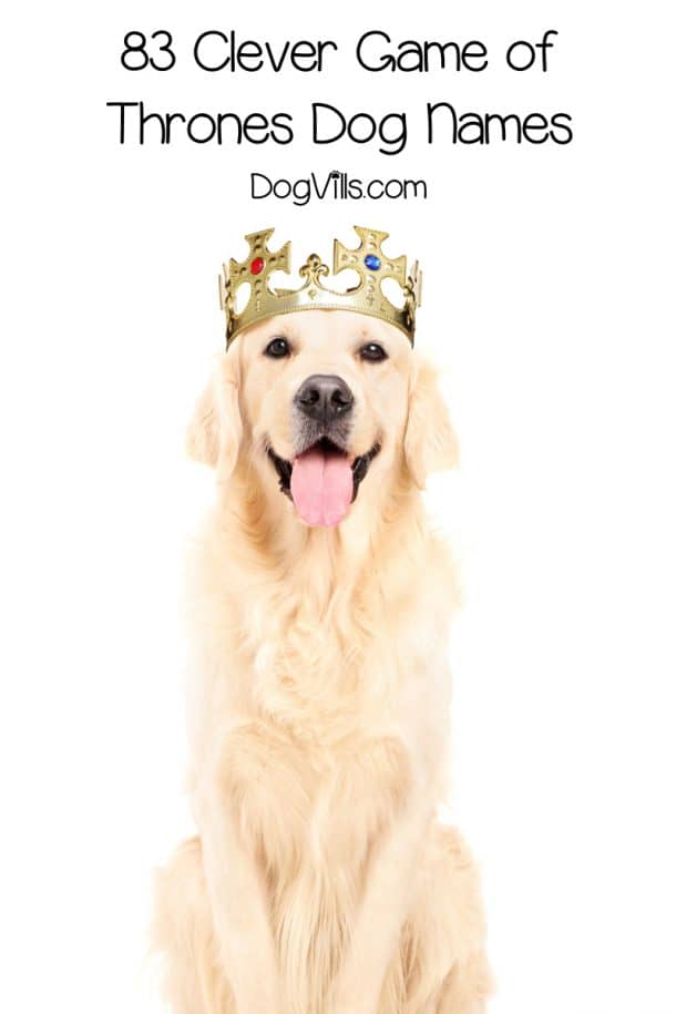 83 Epic Game of Thrones Inspired Dog Names - DogVills