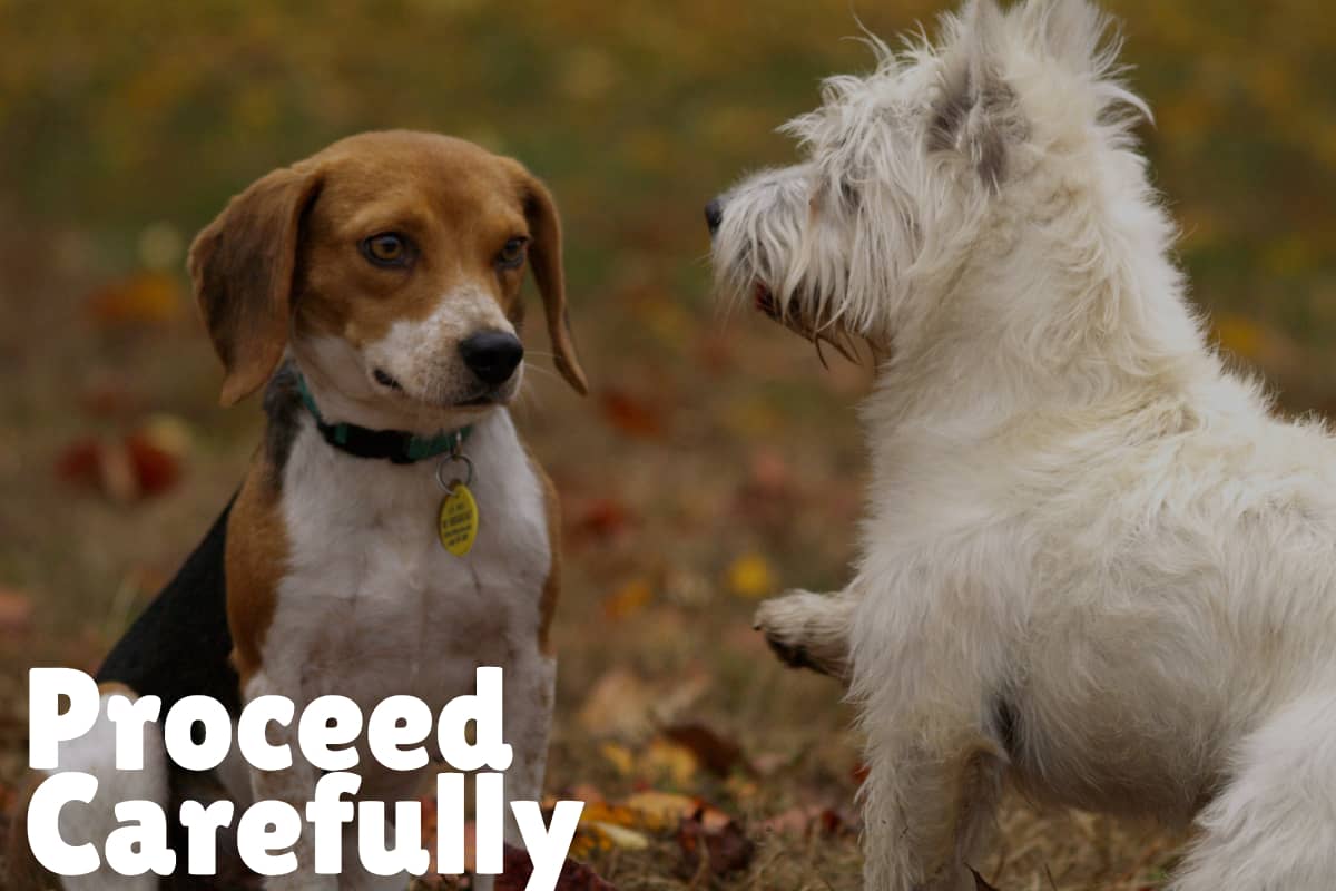 Does Gender Matter When Adopting a Second Dog? - DogVills