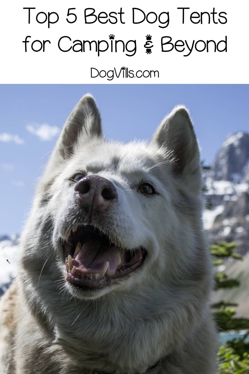 Top 5 Best Dog Tents for Camping & Beyond - DogVills