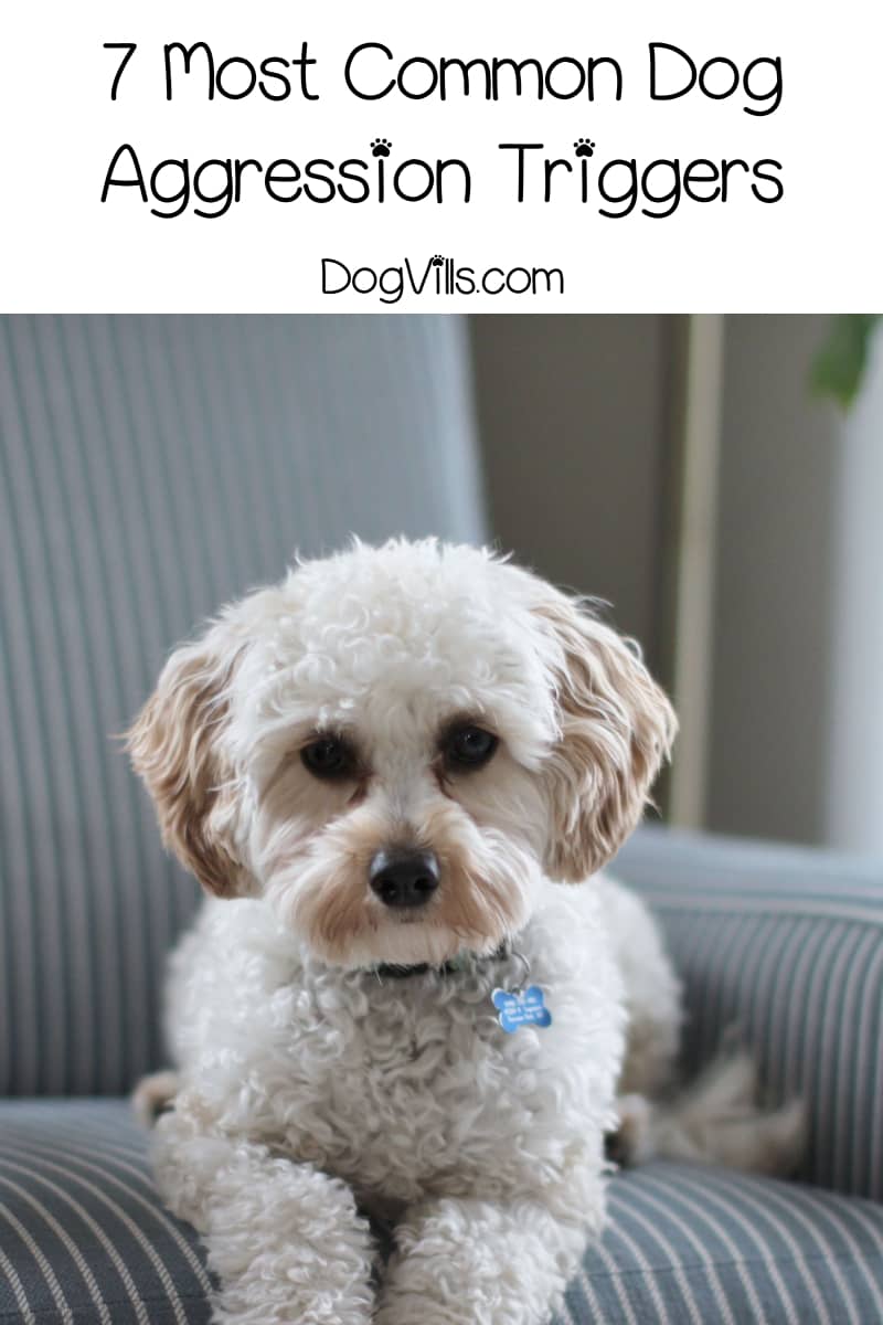 7 Common Dog Aggression Triggers - DogVills