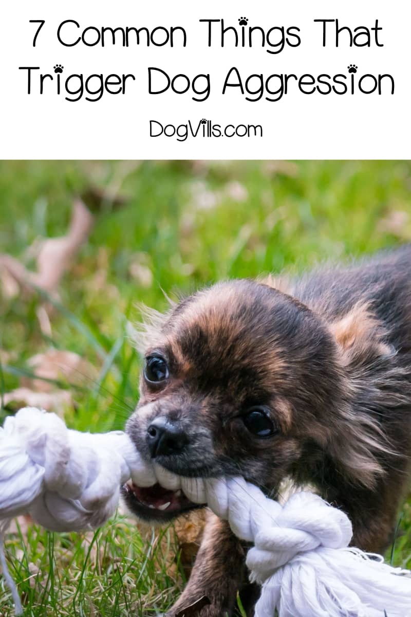 7 Common Dog Aggression Triggers - DogVills