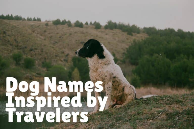 110 Dog Names Inspired by Travel - DogVills
