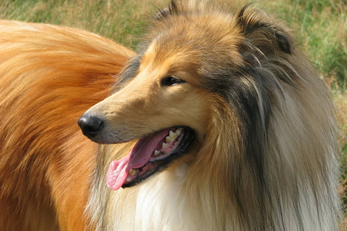 7 Best Dog Breeds For Scared Children - DogVills