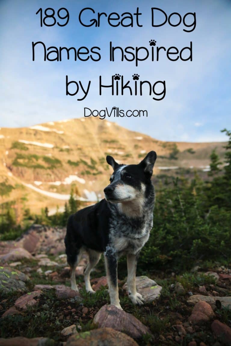 189 Outstanding Hiking Dog Names for Males & Females- DogVills