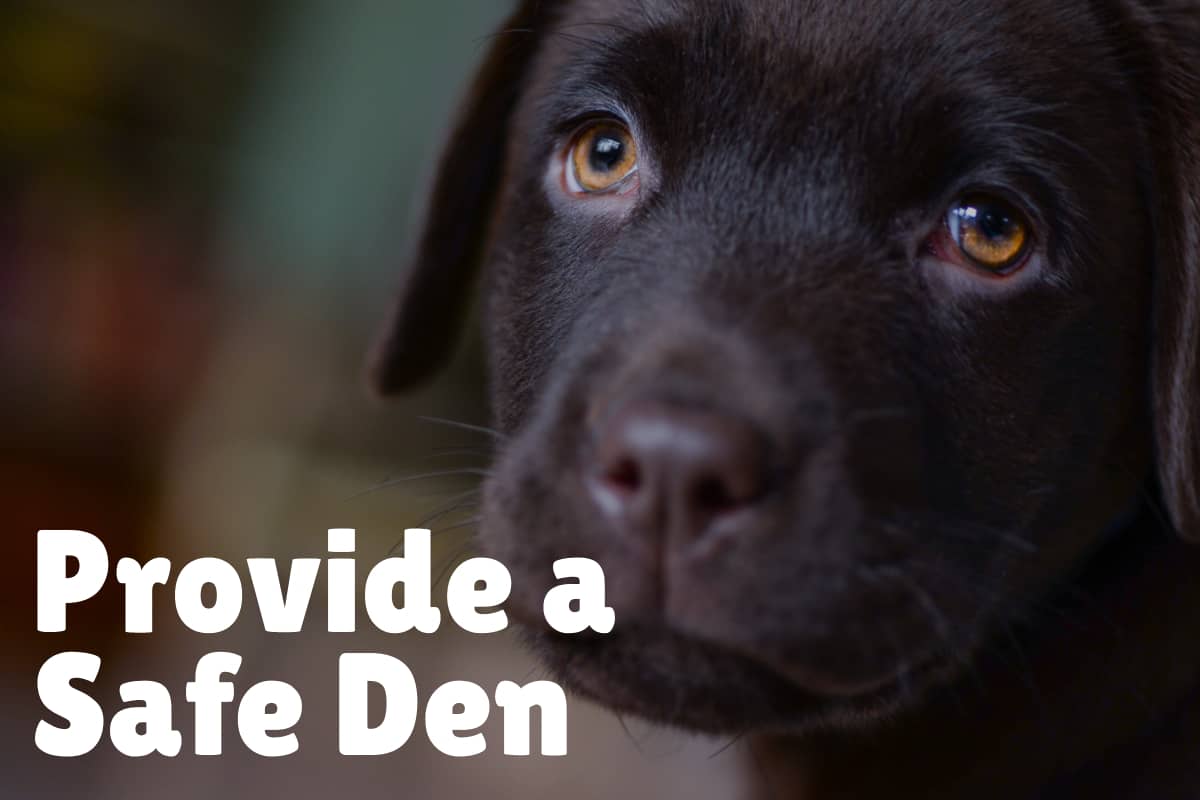 How to Make Your Dog Feel Secure in a New Home- DogVills