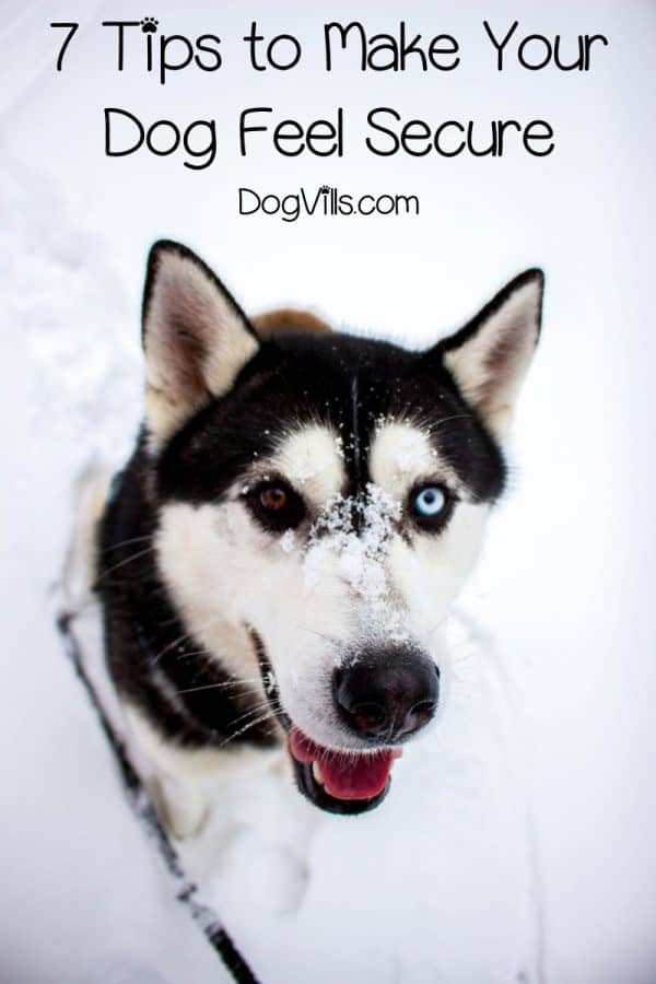 How to Make Your Dog Feel Secure in a New Home- DogVills