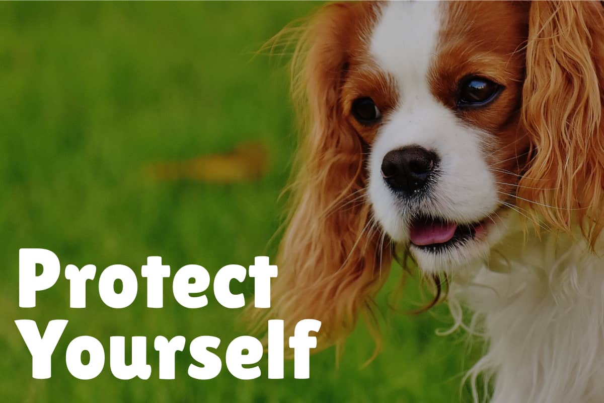 Unleashed Dogs - What to do When Your Neighbor Won't Leash - DogVills