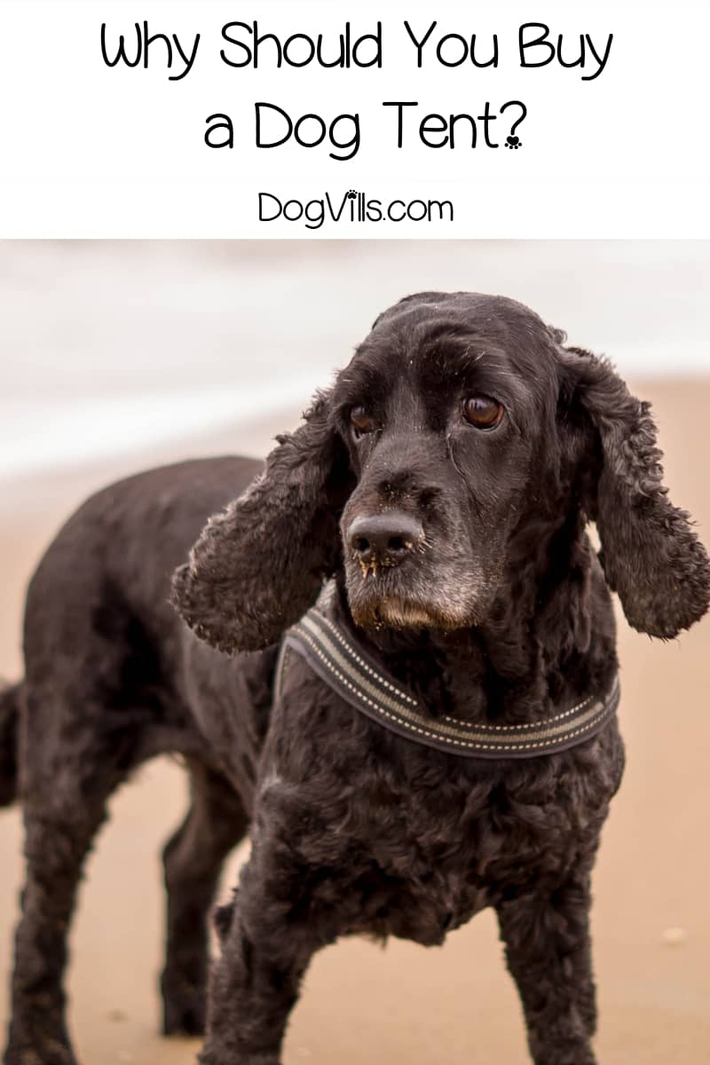 Top 5 Best Dog Tents for Camping & Beyond - DogVills