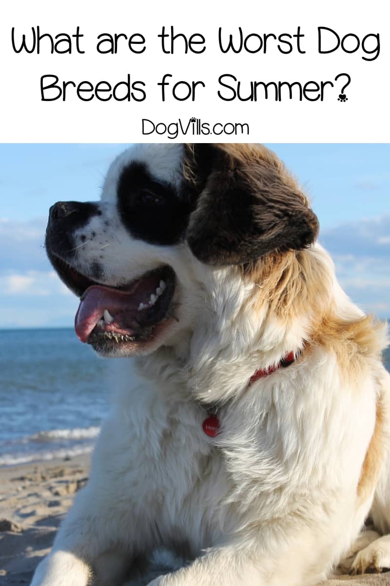 7 Best & Worst Dog Breeds For Hot Weather (Not All Pups Tolerate Summer)