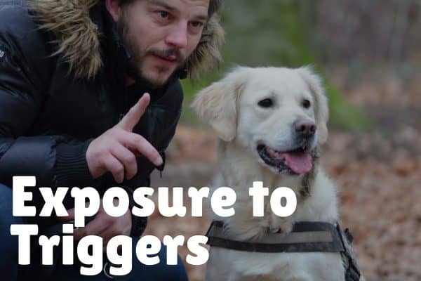 How to Socialize an Aggressive Dog (in 7 Steps) - DogVills