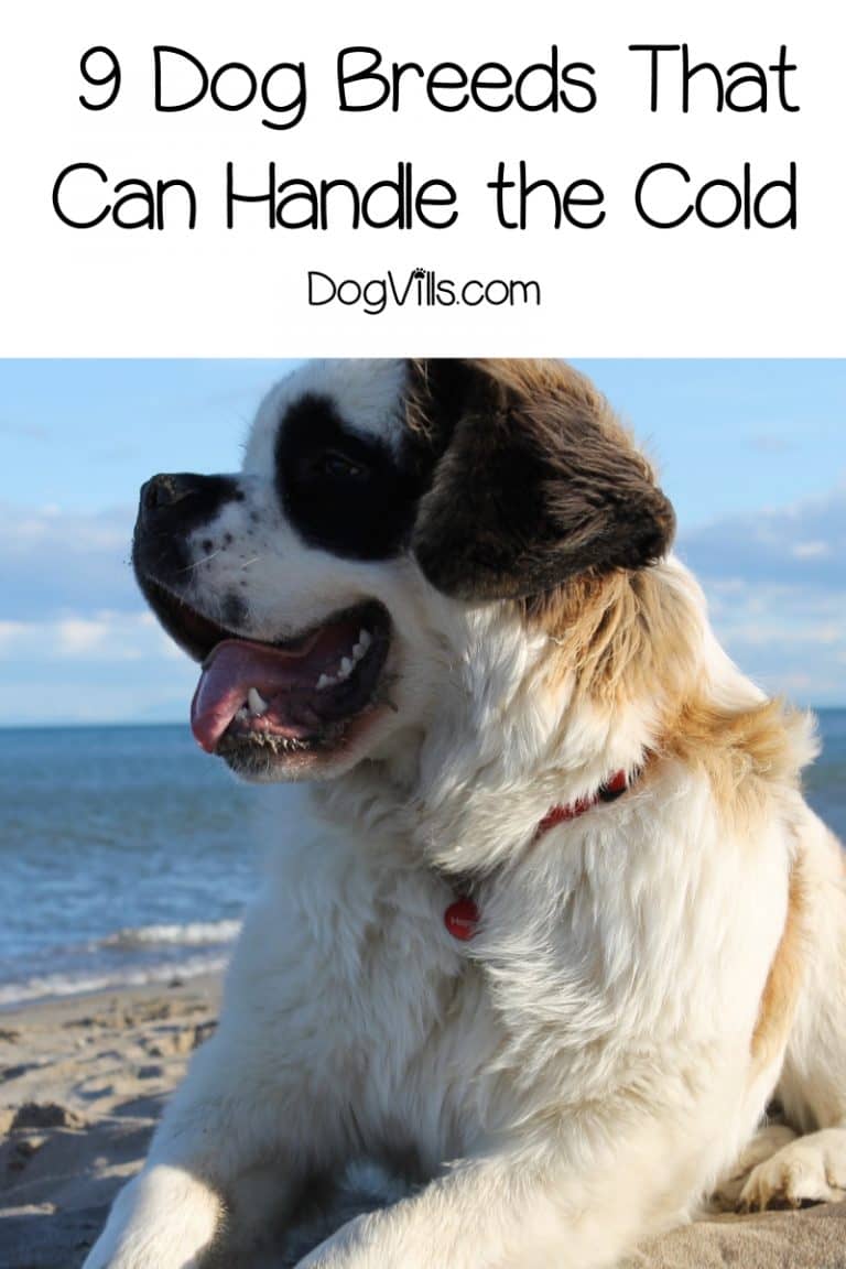 9 Best Dog Breeds for Cold Weather - DogVills