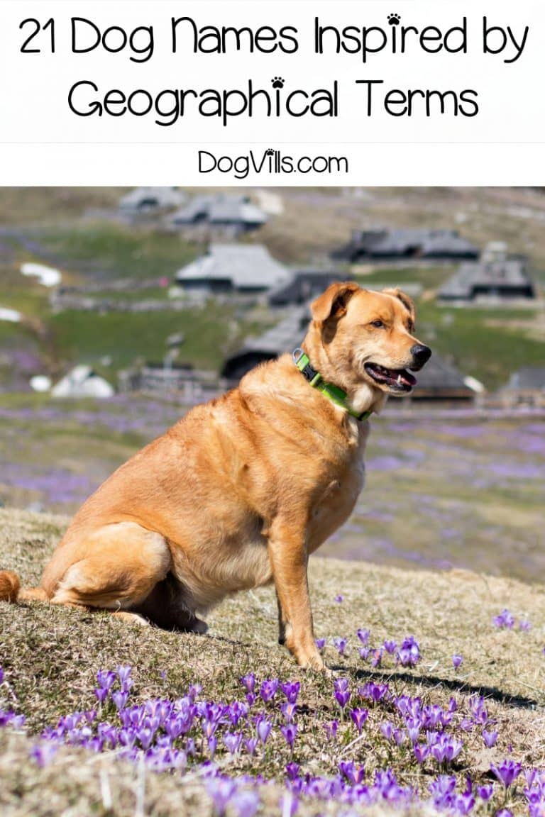 200 Geography Dog Names - DogVills
