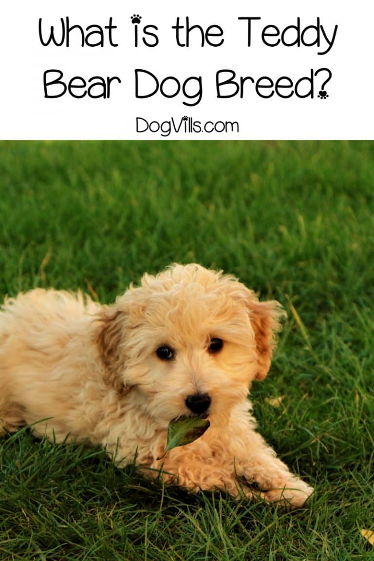 Complete Guide to the Teddy Bear Dog Breed - DogVills