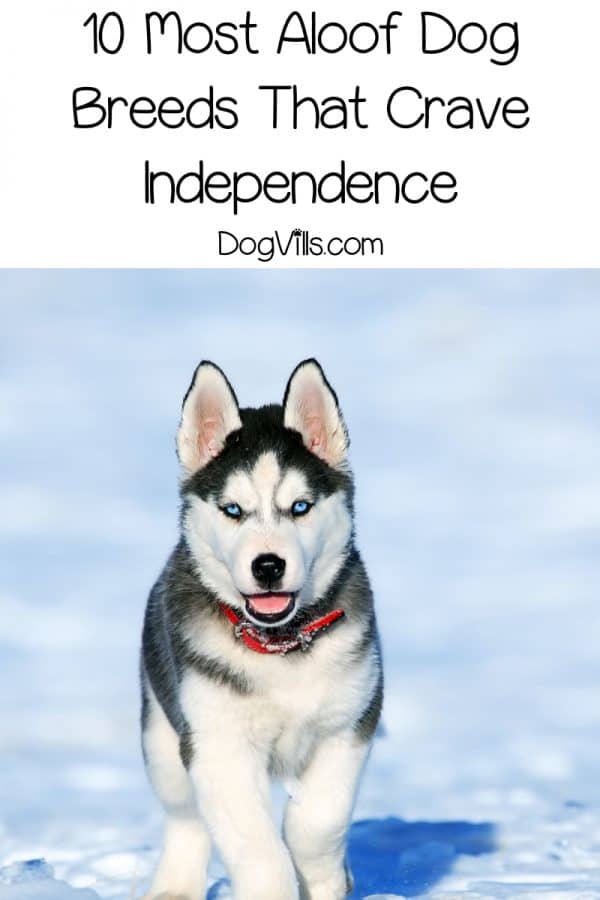 10 Most Aloof Dog Breeds That Crave Independence - DogVills