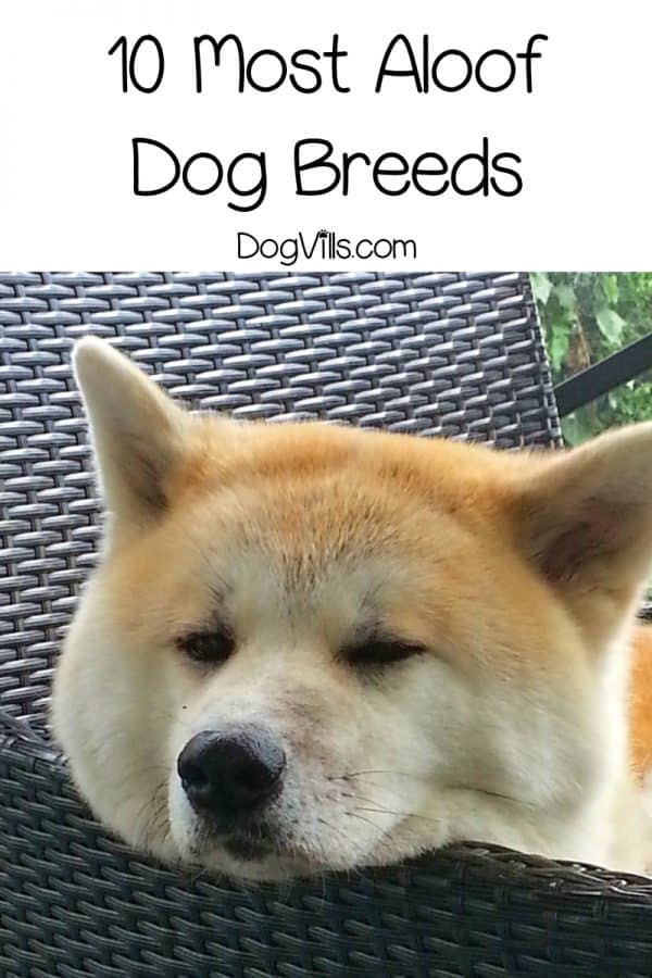 10 Most Aloof Dog Breeds That Crave Independence - DogVills