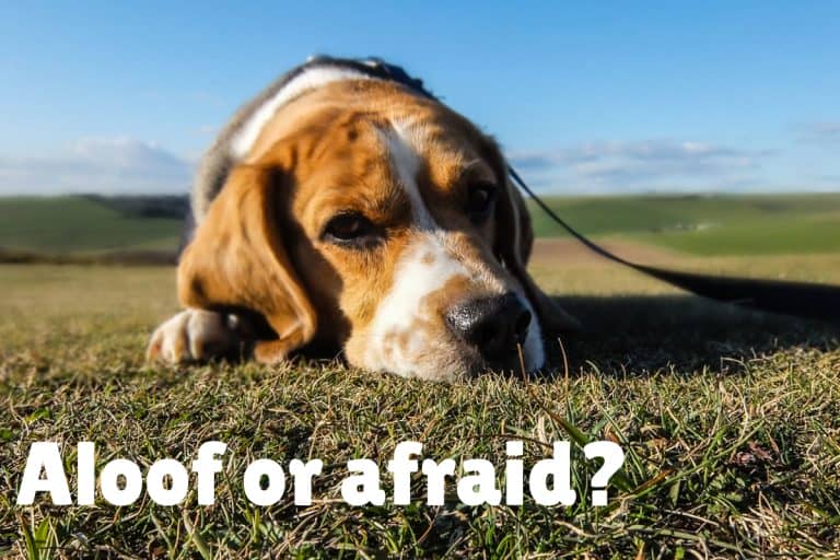 Aloof Dogs - All About the Less Cuddly Pooches - DogVills