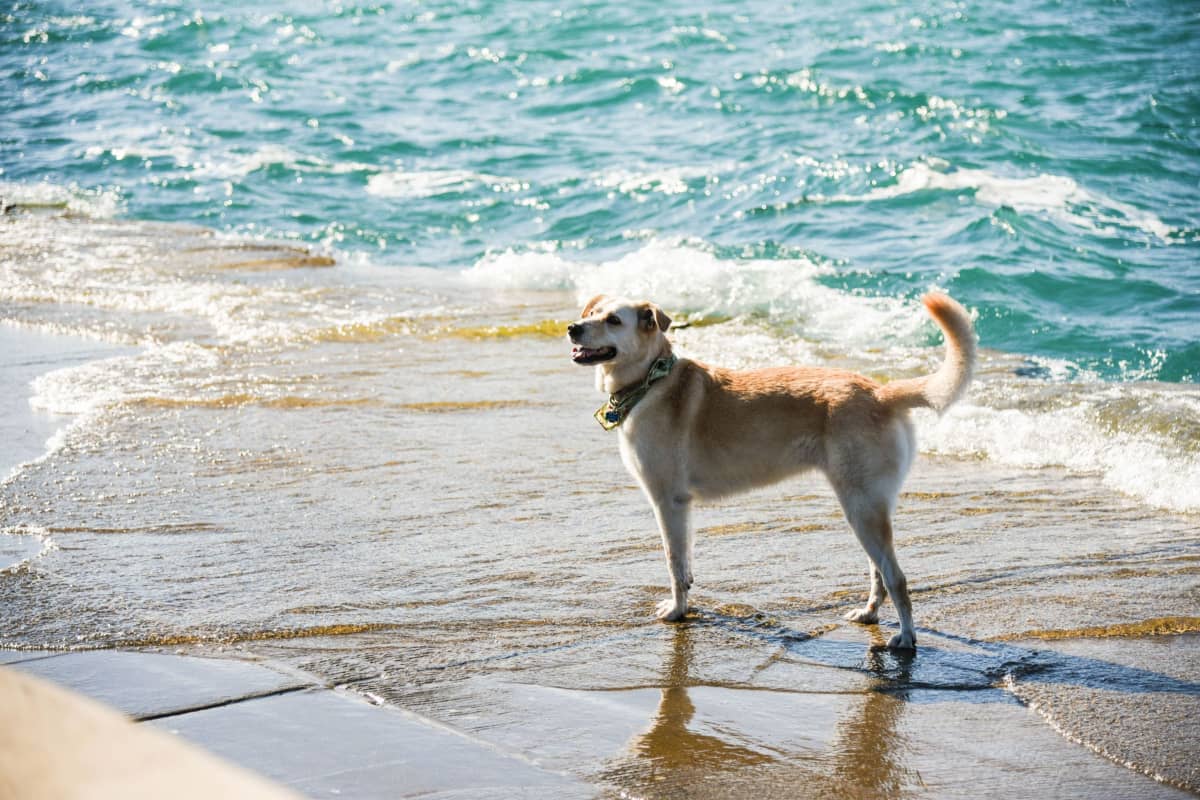 100 Perfect Caribbean Dog Names for Male & Female Pups - DogVills