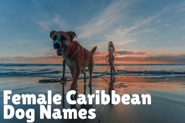 100 Perfect Caribbean Dog Names for Male & Female Pups - DogVills
