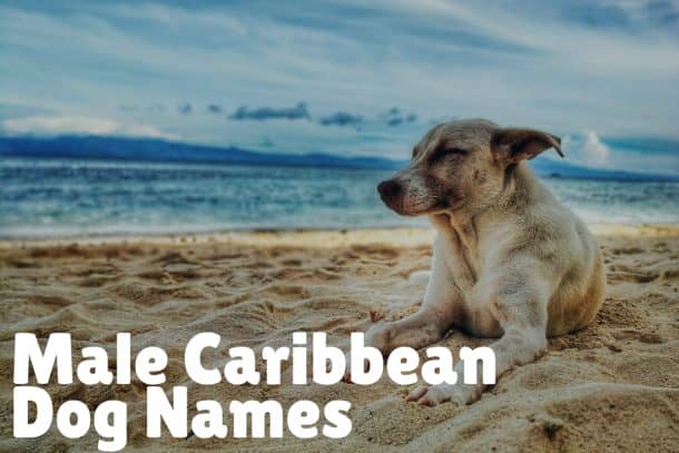 100 Perfect Caribbean Dog Names for Male & Female Pups - DogVills
