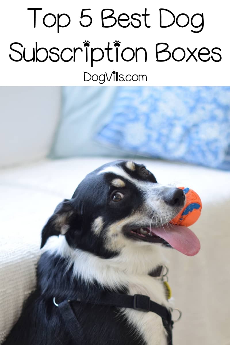 Top 5 Best Dog Subscription Boxes (with Reviews) - DogVills