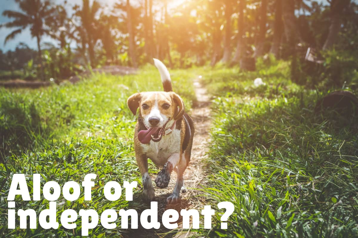 Aloof Dogs - All About the Less Cuddly Pooches - DogVills