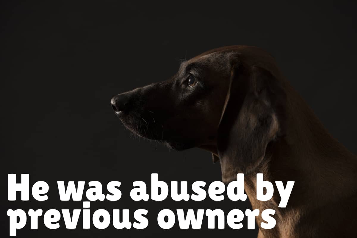 Aloof Dogs - All About the Less Cuddly Pooches - DogVills