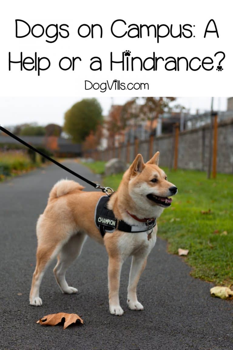 Dogs on Campus at Pet-Friendly Colleges: A Help or Hindrance?