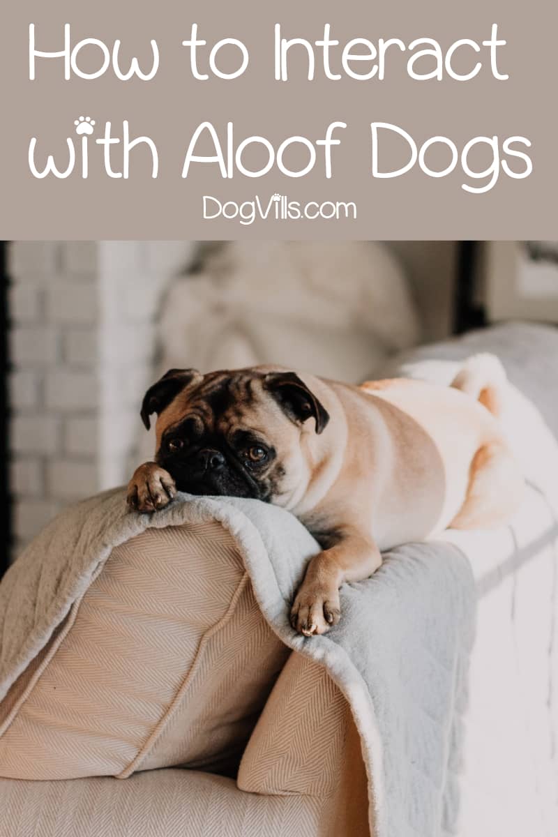 Aloof Dogs - All About the Less Cuddly Pooches - DogVills