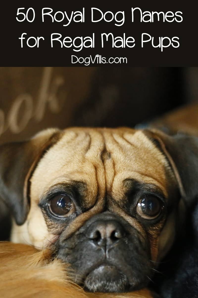 140 Royal Dog Names for Your Regal Pup - DogVills