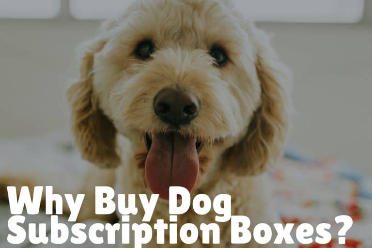 Top 5 Best Dog Subscription Boxes (with Reviews) - DogVills
